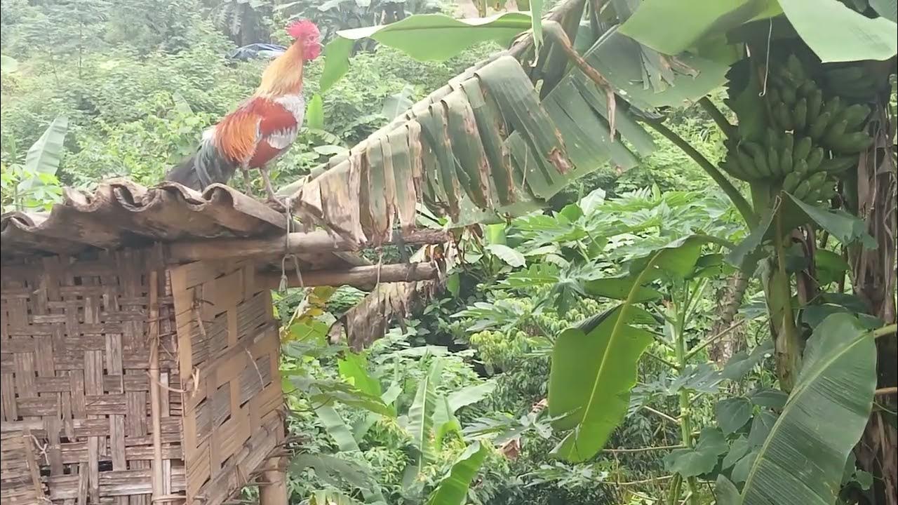 qaib dib qaib qus 28/10/2023 - YouTube