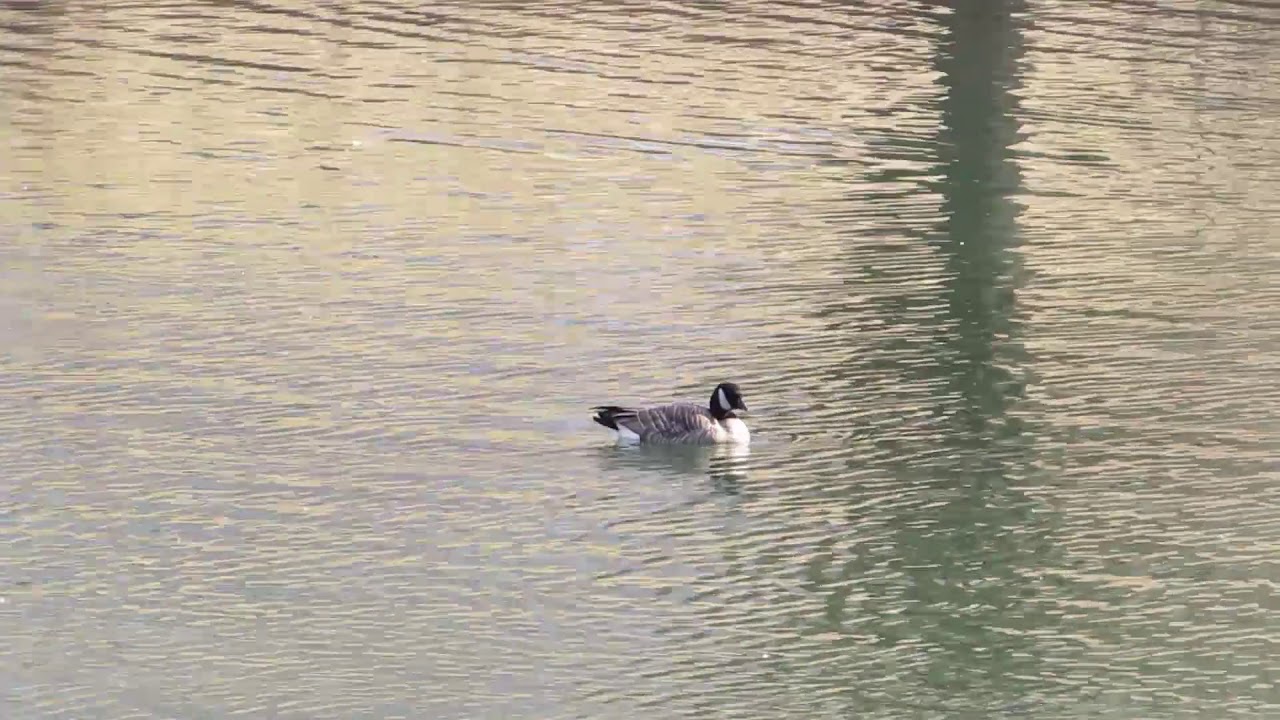 Cackling Goose Hangs with Canada Geese - Uneasy Alliance - YouTube