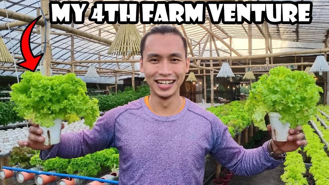 Lettuce is My 4th Farm Venture | Hydroponics Farming - YouTube