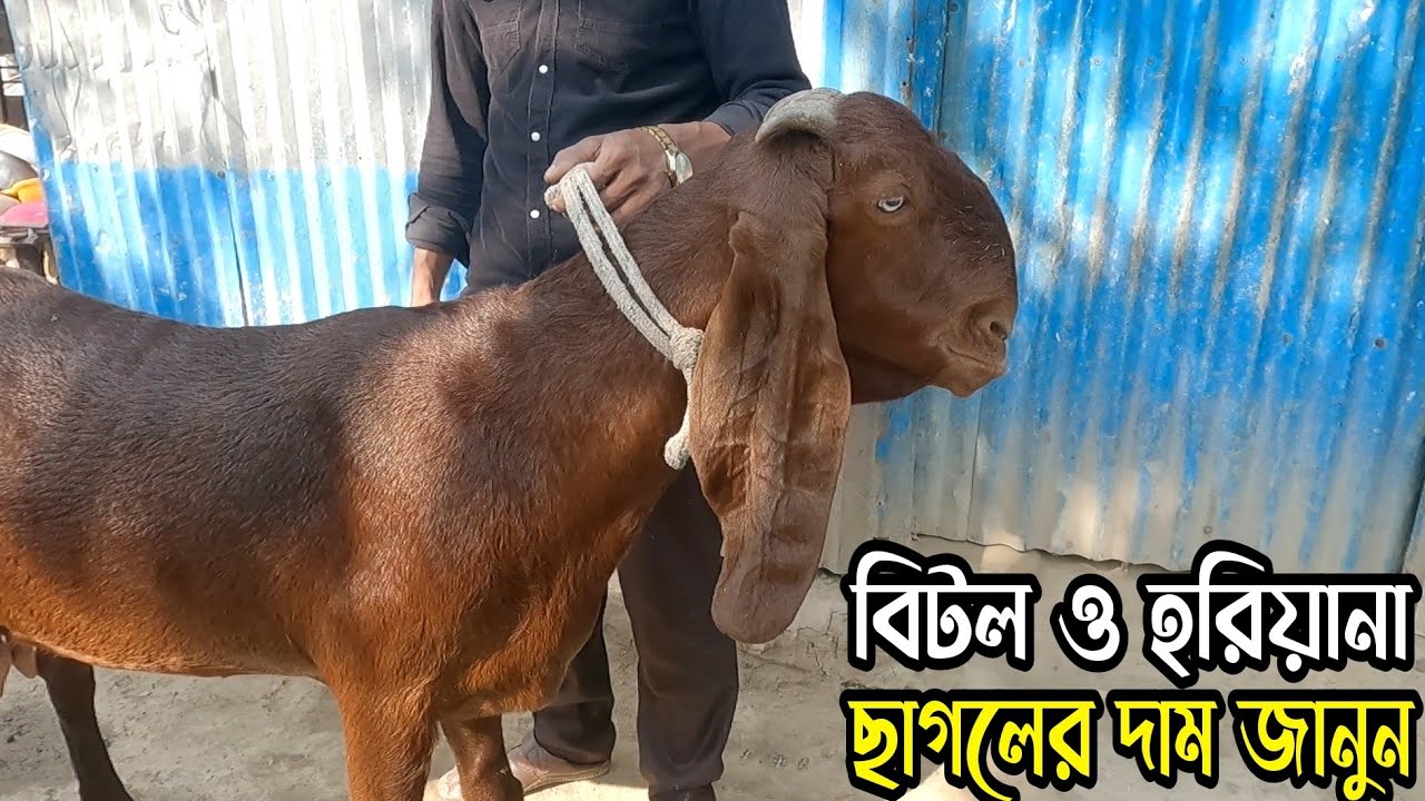 Betaal Goat । Hariyana Goat। বিটল ছাগল ও হরিয়ানা ছাগলের দাম জানুন ...