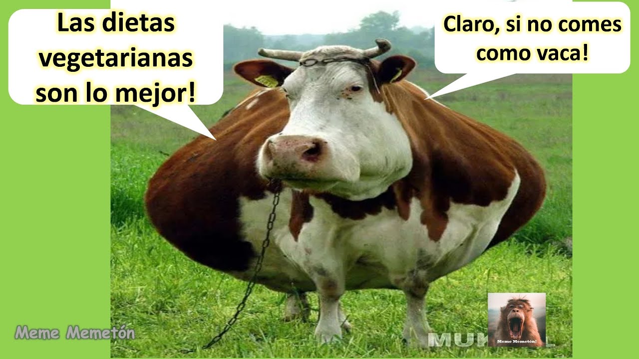 Las mejores dietas con error,los mejores memes de dieta,asi son los que ...
