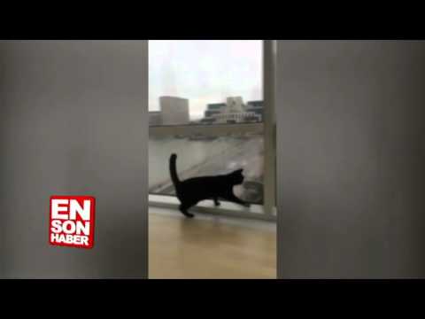 Camı Silen Adamla Oynayan Sevimli Kedi