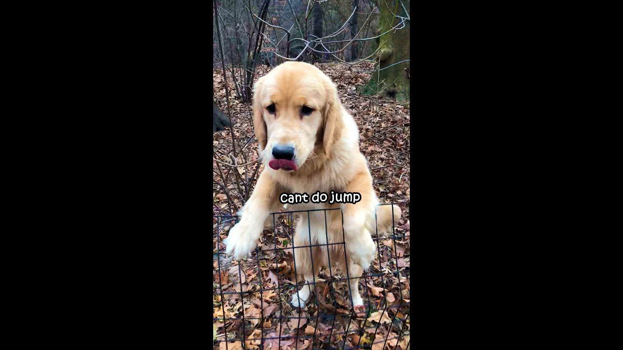 Marley trapped in Central Park!😲 - YouTube