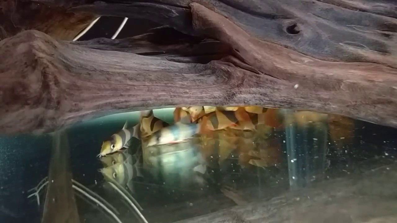 Clown Loach grow outs eating Repashy - YouTube
