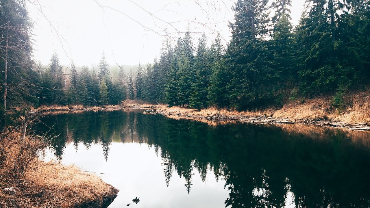 Nature Melodies and You Will Feel Better - Relaxing Nature Sounds - YouTube
