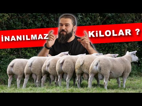 KUZULAR 3 AYDA 45 KG OLUR MU ?