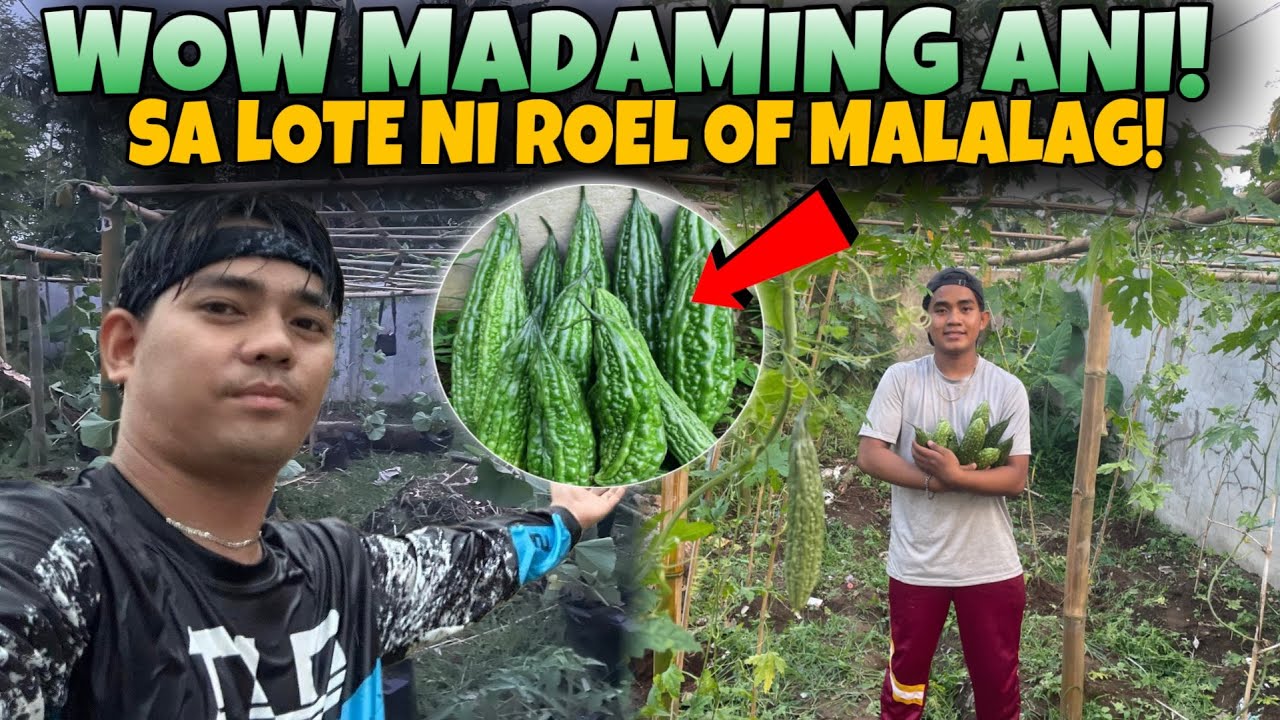 📌WOW MADAMING ANI SA LOTE NI ROEL OF MALALAG! #buhayprobinsya #ROCHELLE ...