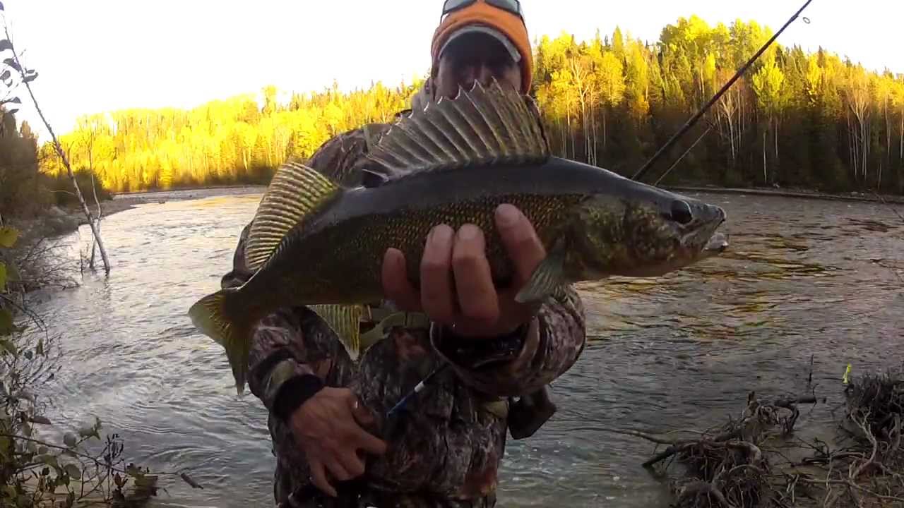 Walleye Pickerel Every Cast - YouTube