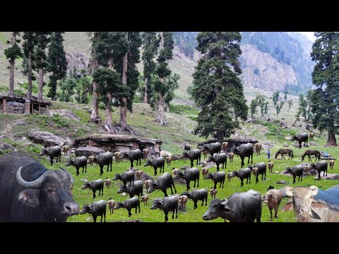 PIR PANJAL DHOK KI TAZA HD VIDEO ( WITH PAHARI C-HARFI ) PAHARI 4K VIDEO GOJRI VIDEO DHOK VIDEO