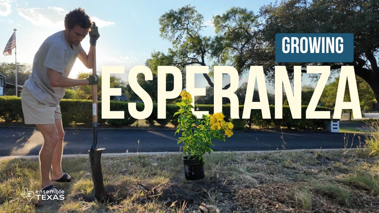 Grow Esperanza (Tecoma stans): Stunning Blooms in Scorching Texas Sun ...