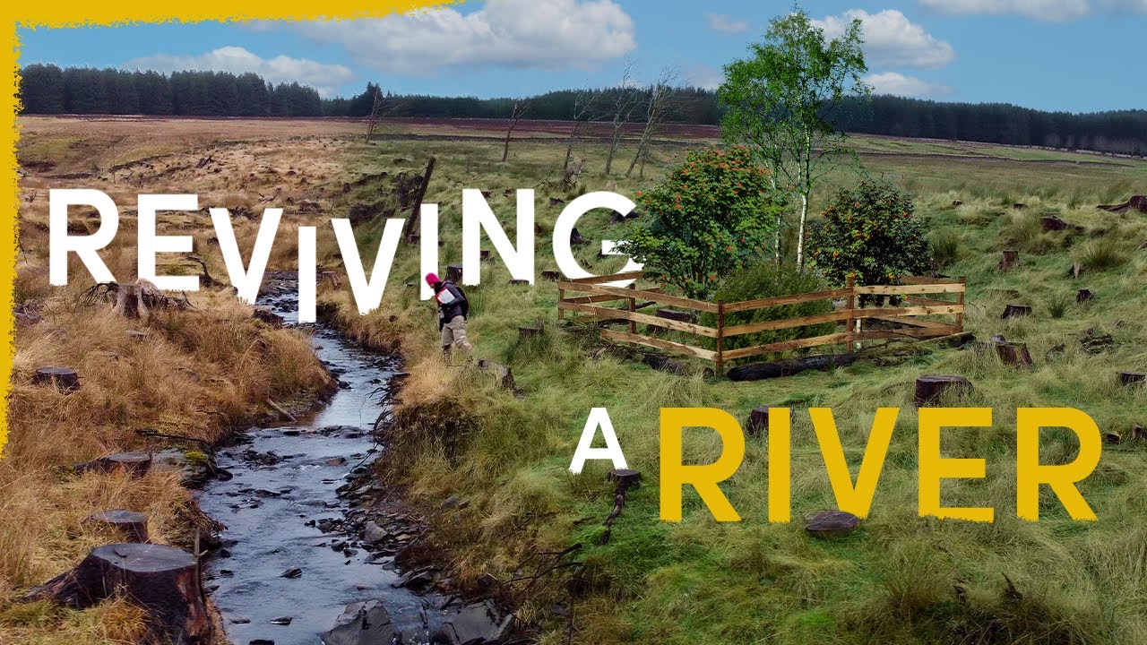 Rewilding Project: Constructing a Fake Beaver Dam for River Restoration ...