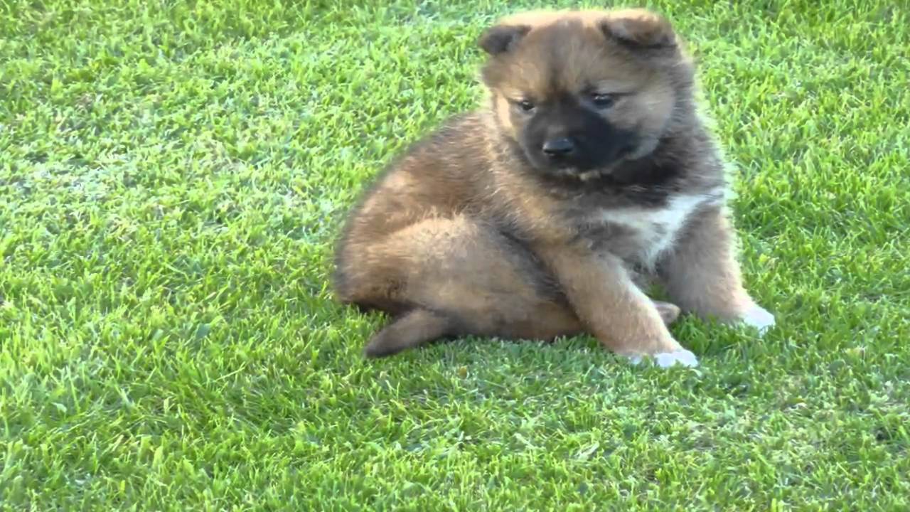 White Jindo and Red (Brown/Tan) Jindos [HD] - YouTube