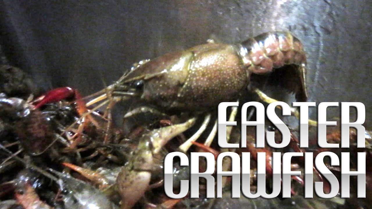 Easter Crawfish - YouTube