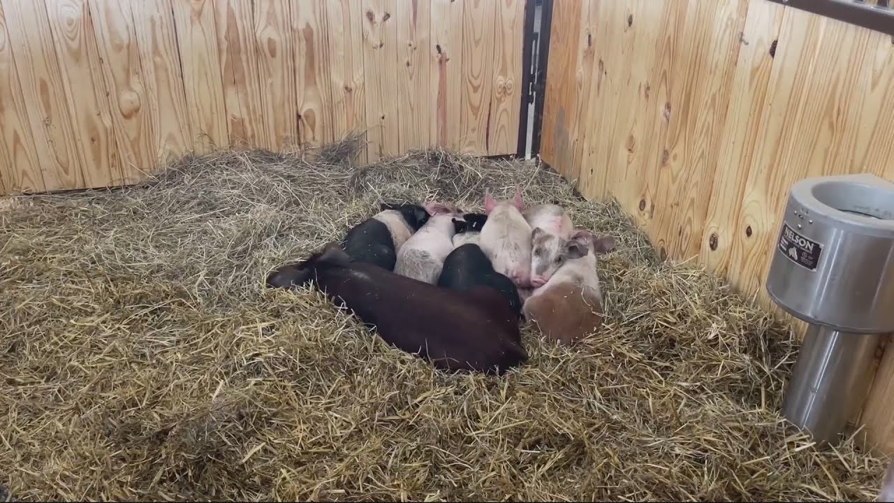 Dozens of starved farm animals rescued in eastern Iowa - YouTube