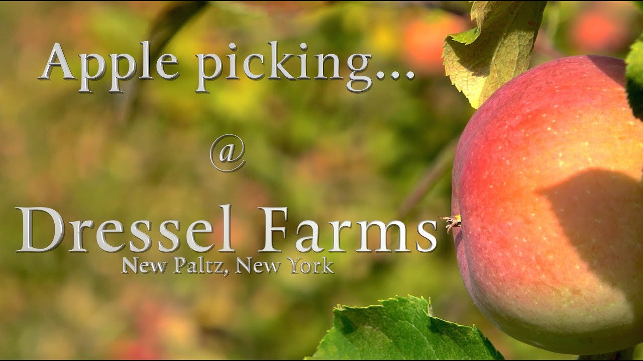 Apple Picking @ Dressel Farms: Sun Drenched, Mountain Grown Apples (4K ...