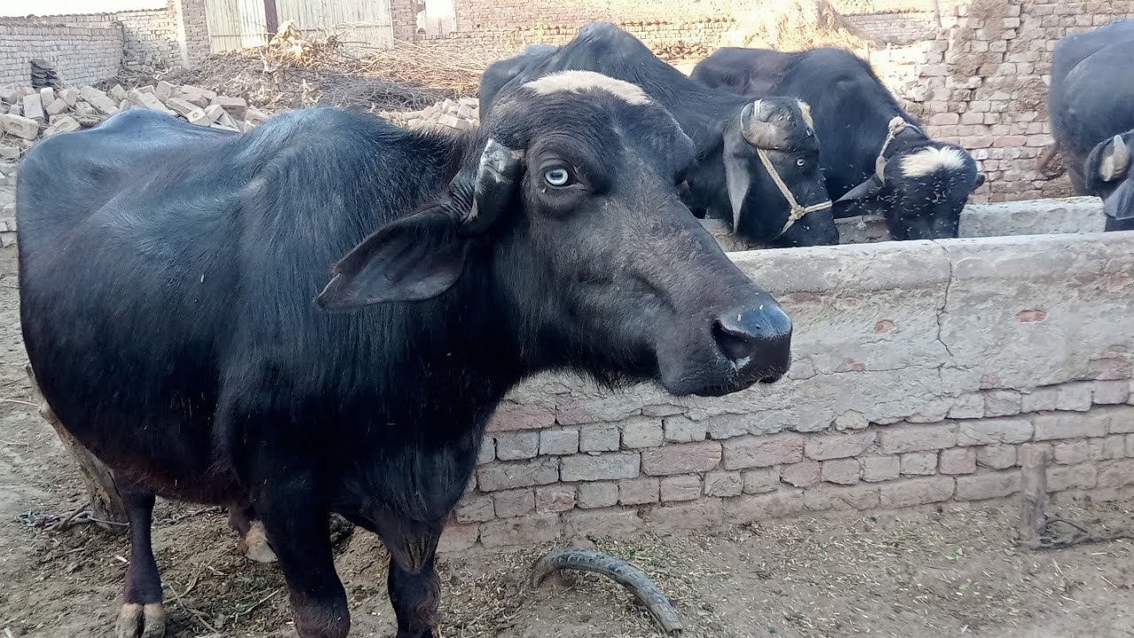 Beautiful Neeli Pure Buffalo meeni for sale in Pakistan 03456414876 5 ...