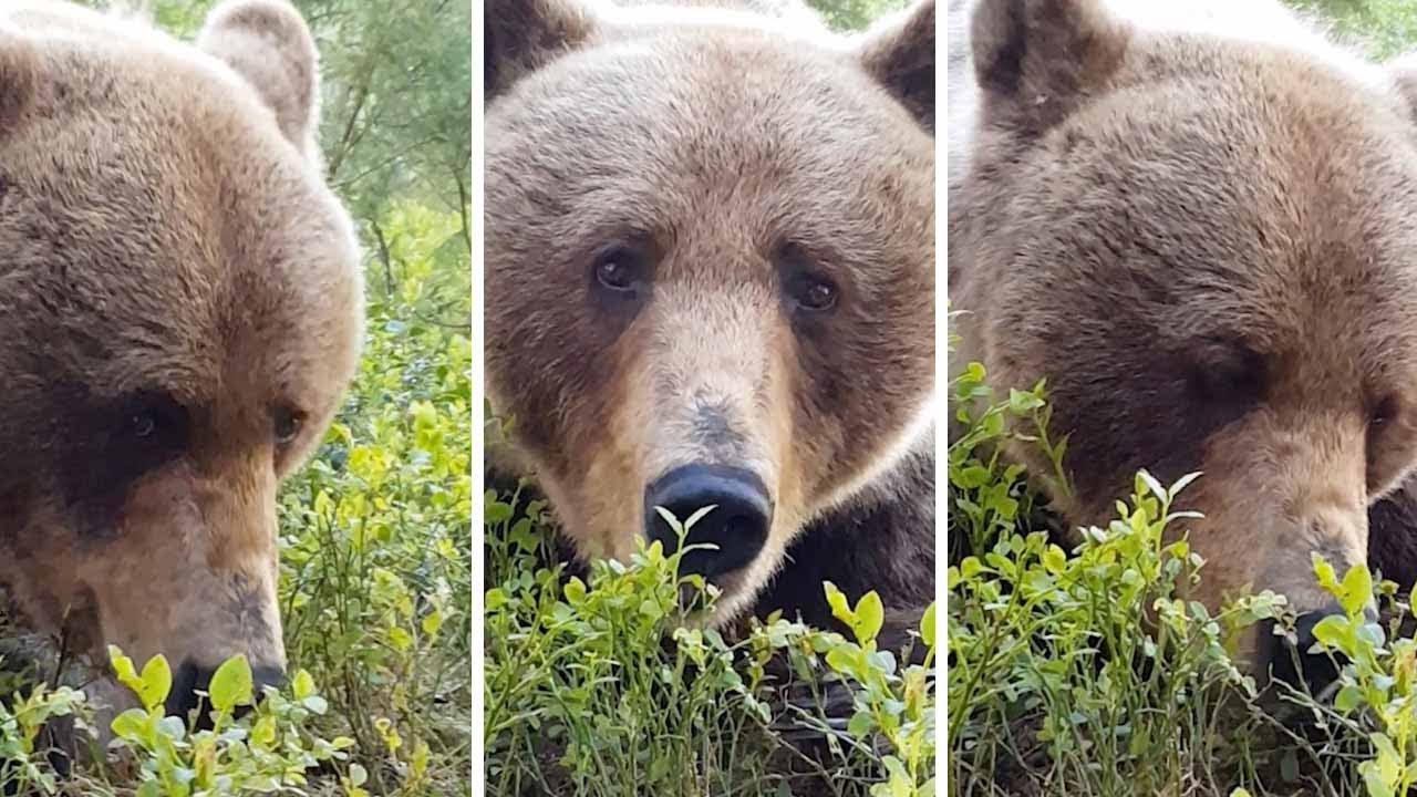Brave Photographer Captures Bear Up Close - YouTube