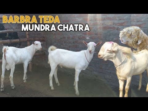 Barbra Teda | Mundra chatra Rajanpuri bakry desi bakra | Gujranwala ...