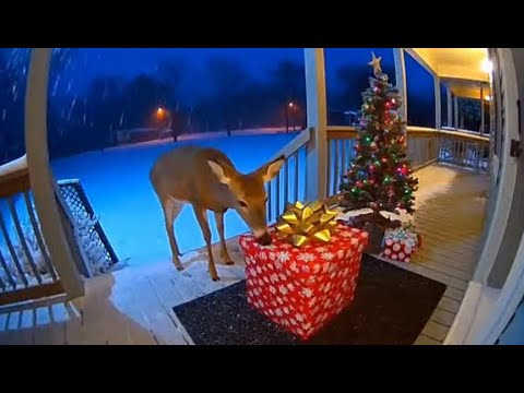 🎄 CCTV | Animal Christmas Series Scared by Decorations Caught on Camera