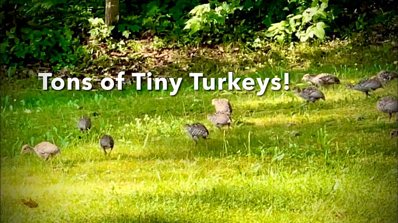 Tons of Tiny Turkeys - YouTube