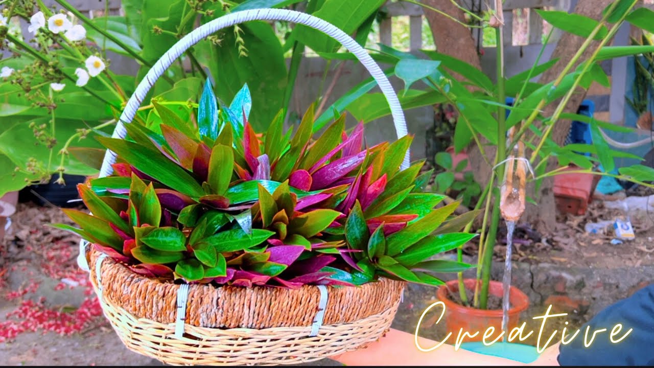 5 Minutes of Creativity for a beautiful basket of plants from recycled ...