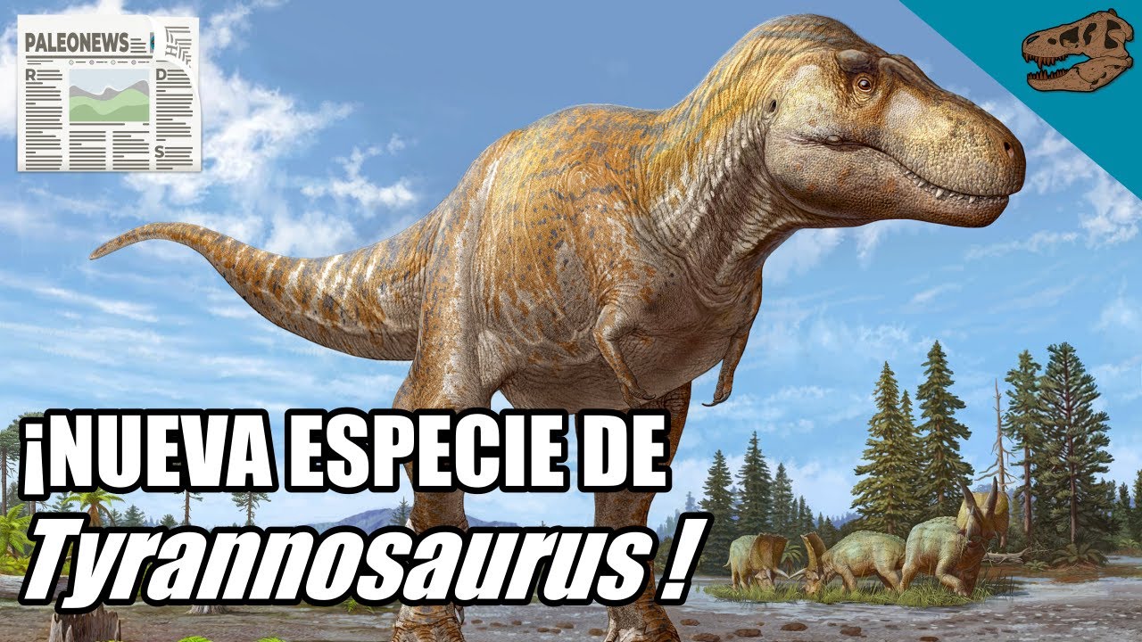 Paleonews: Nueva especie de Tyrannosaurus: T. mcraeensis - YouTube