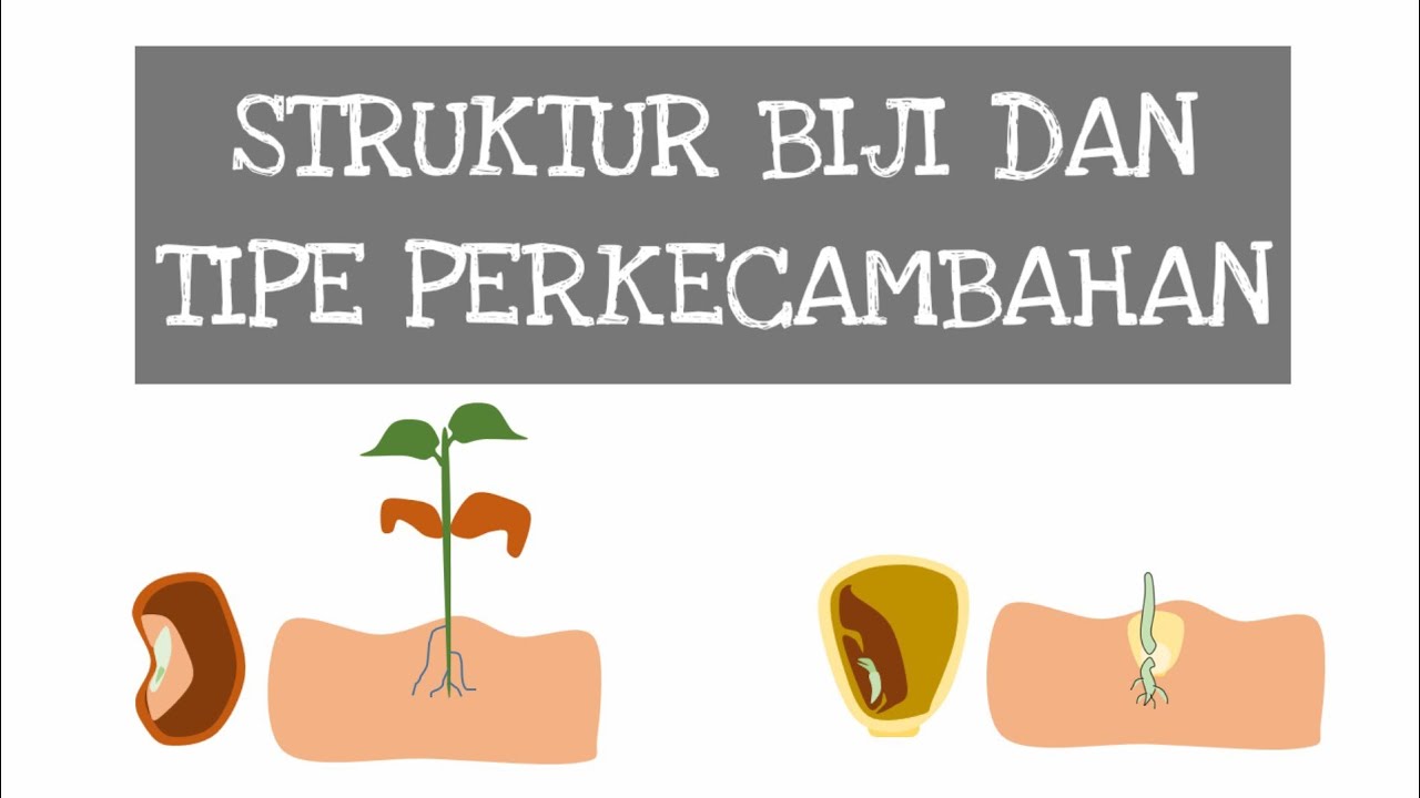 Struktur Biji dan Tipe Perkecambahan - YouTube