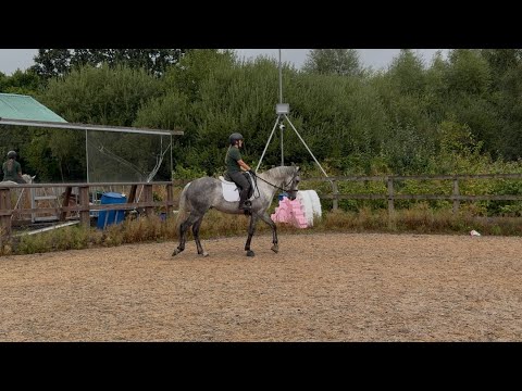 Tara - 15.2 8yo Connemara x TB mare 