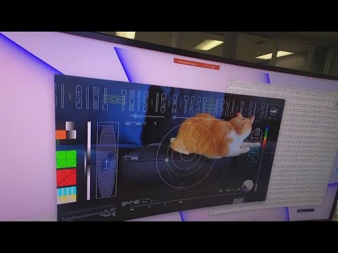 Orange tabby cat named Taters steals the show in first video sent by ...