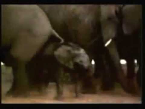 Fil yavrusunu kurtarıyor