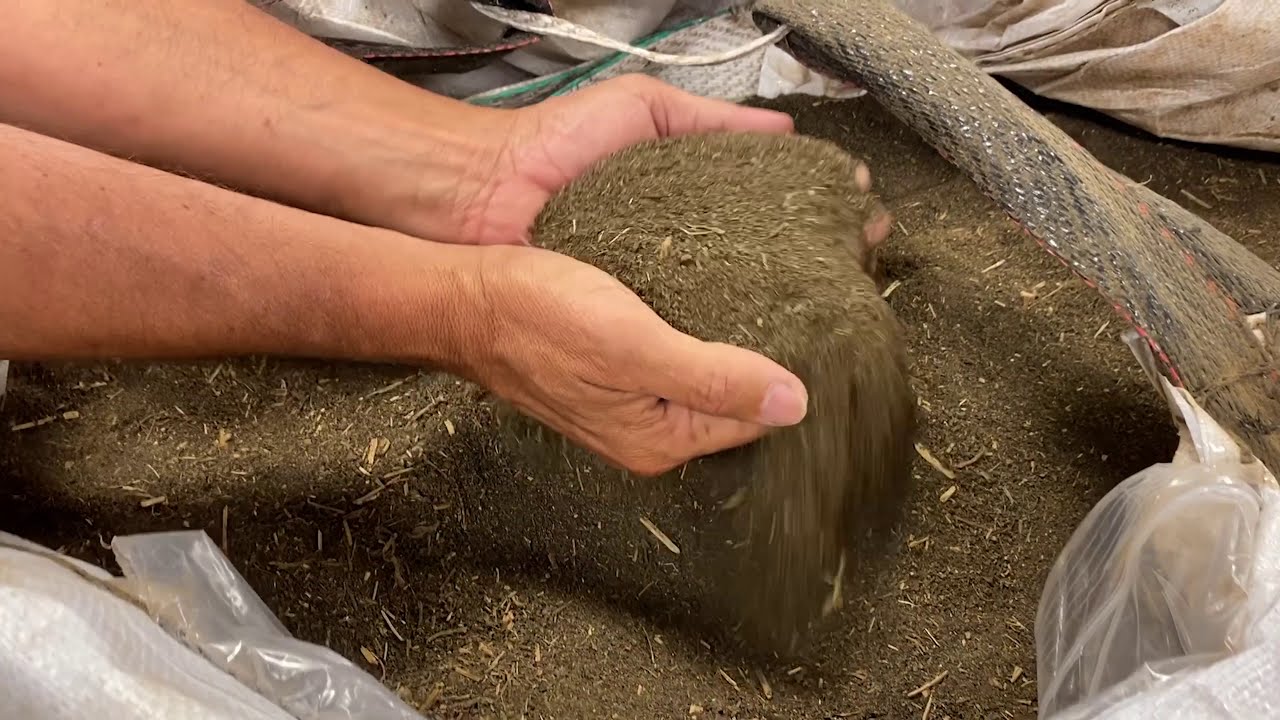 Industrial Hemp Arrives for Processing - YouTube