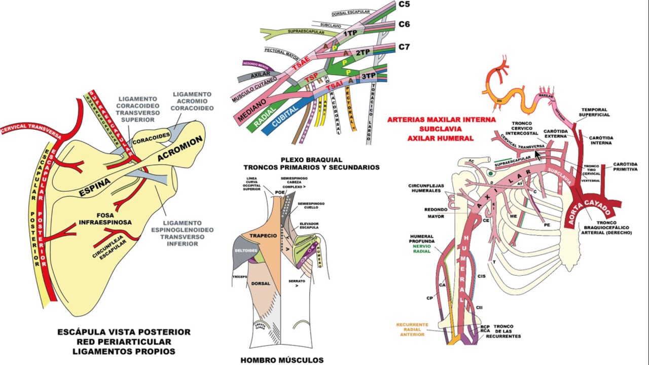 PLEXO BRAQUIAL Y MÚSCULOS PROXIMALES I - YouTube