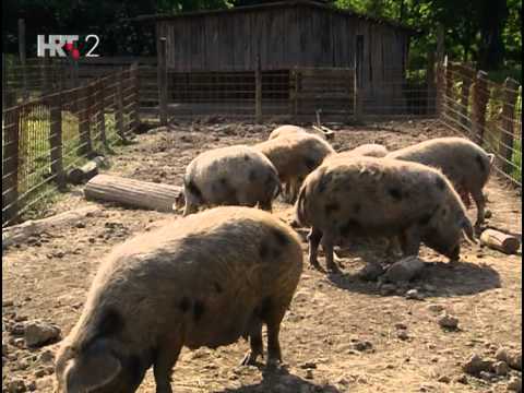 Domaća svinja - YouTube