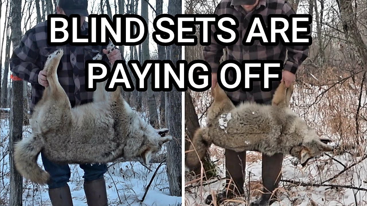 SNARING COYOTES AND CHECKING FOOTHOLDS DEC.10th HUGE MALE COYOTE - YouTube