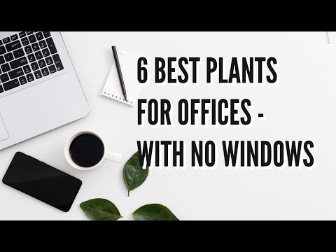 What Plants Are Good For An Office With No Windows