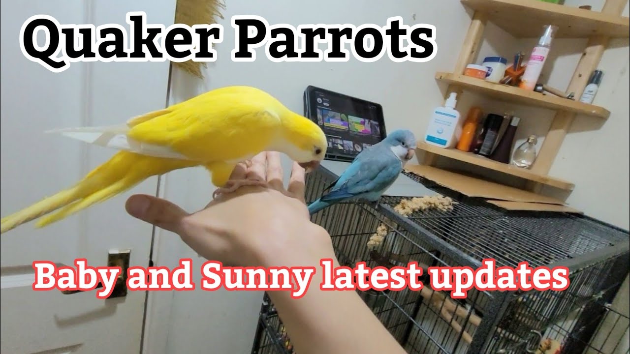Quaker Parrot Talking | Quaker Parrot Sounds | Monk Parakeets - YouTube