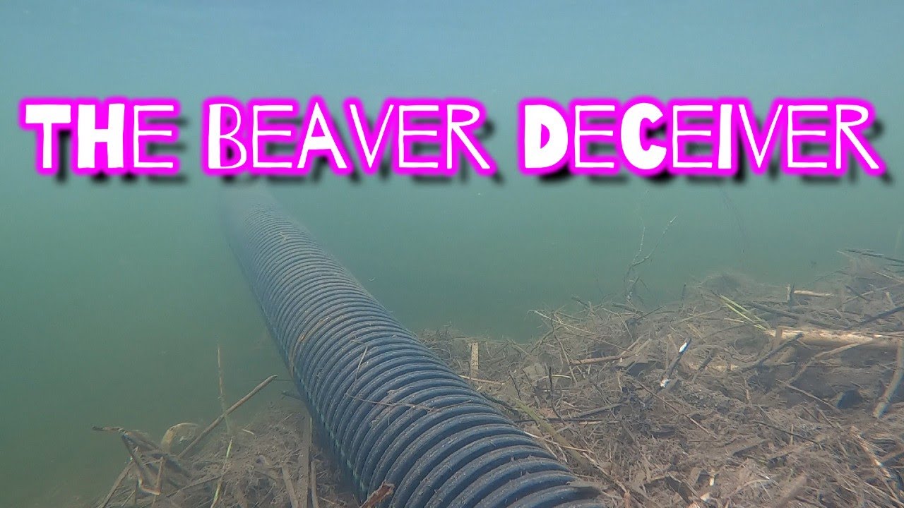 Controlling a Beaver Damn, The Beaver Deceiver - YouTube