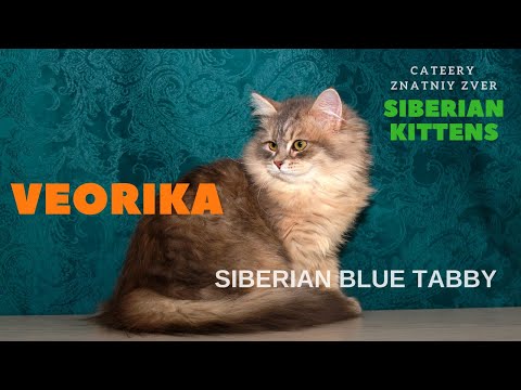 Veorika // Siberian kitten,  cattery Znatniy Zver