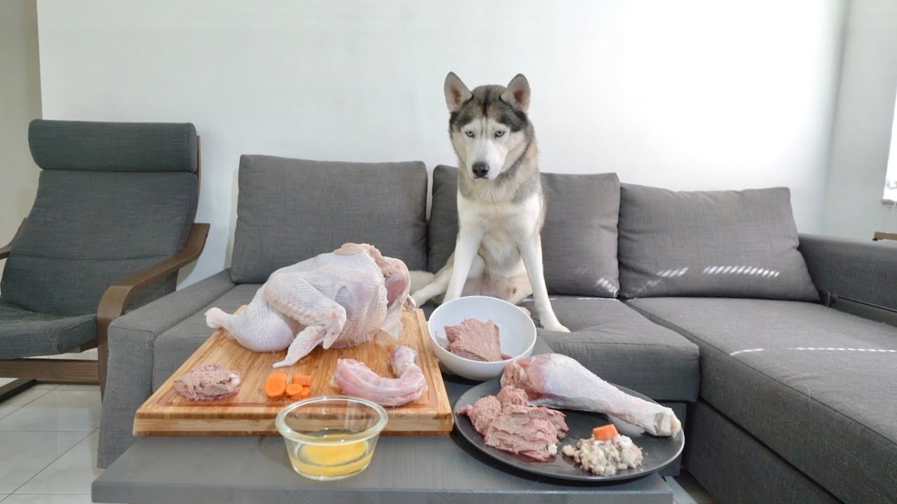 Leaving My Husky alone with a Whole Turkey Food Table for Thanksgiving ...