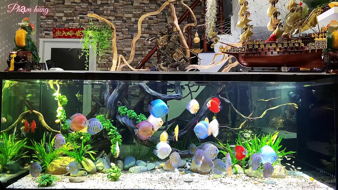 Amazing Discus Tank Set Up and Discus Collection. Owned by Phạm Hùng ...