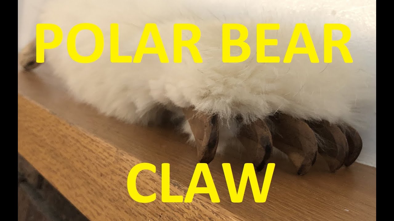 Polar Bear Claw - Back Scratcher Build - YouTube