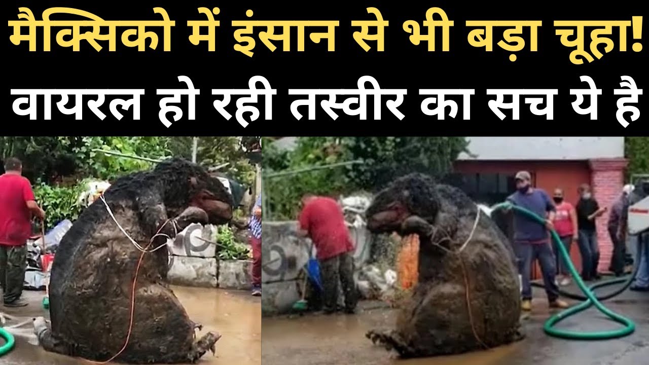 Mexico Giant Rat: Internet पर Viral हो रहे 'विशालकाय चूहे' की Reality ...