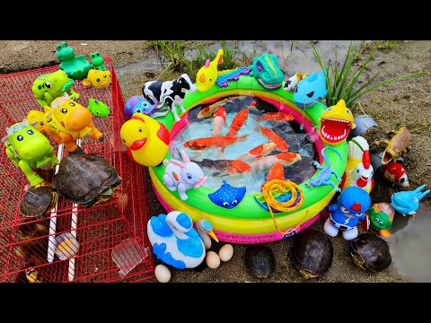 Mancing Ikan Lele Raksasa Dikolam, Ikan hias, Ikan Warna Warni, Kura Kura, Bebek, Angsa, Sapi