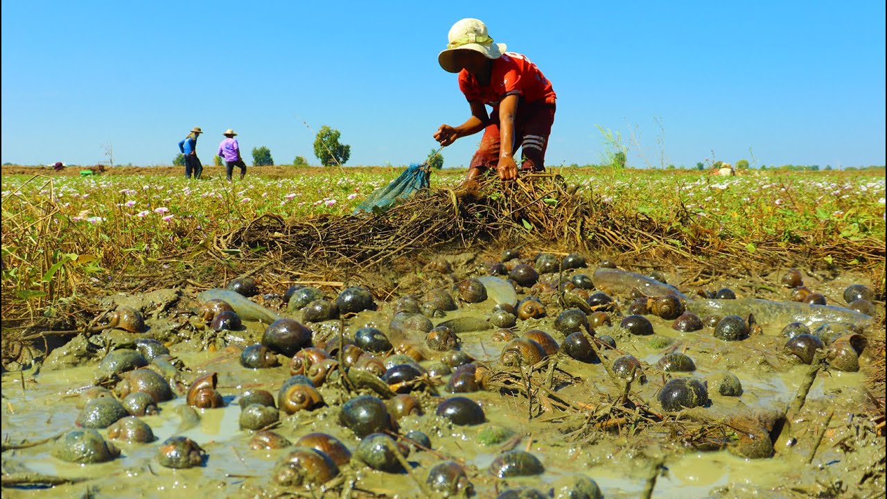 Unbelievable fishing ! many snails & fish under water convolvulus ...