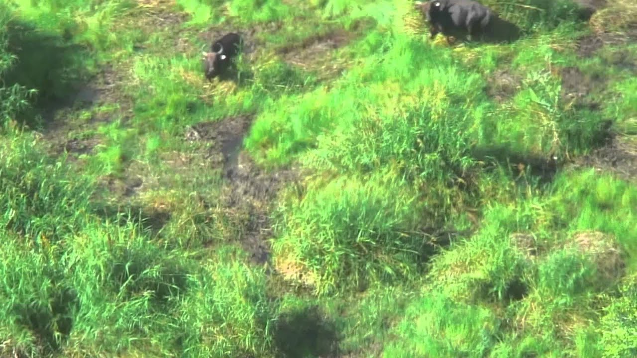 The Banteng @ Tembadau (Bos javanicus), Aerial Survey - Full HD - YouTube