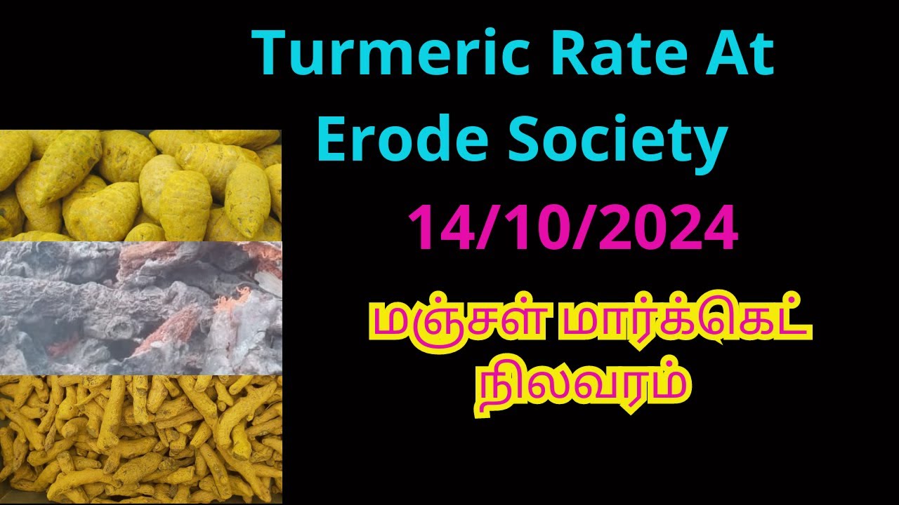 Turmeric Rate At Erode Society On 14-10-2024 - YouTube