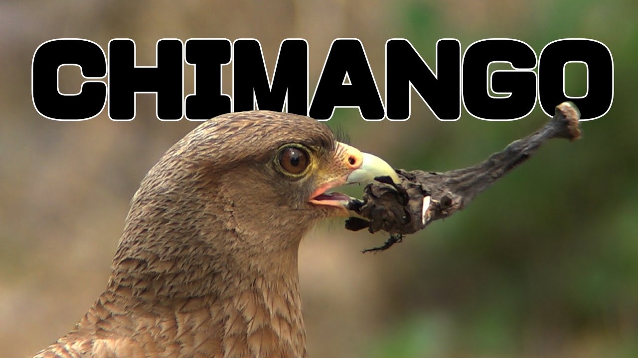 CHIMANGO * Cortejo y construcción del nido / CHIMANGO * Courtship and ...