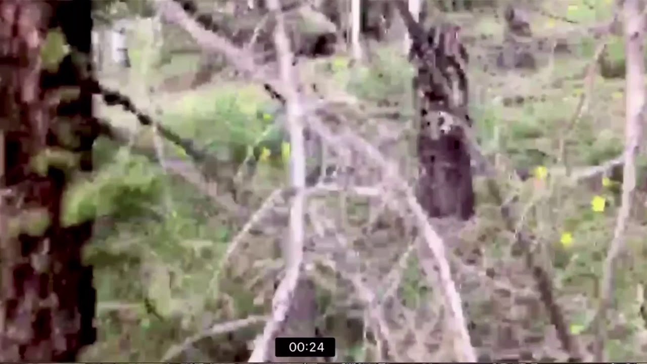 Green human like Cryptid, caught on video in the woods - YouTube