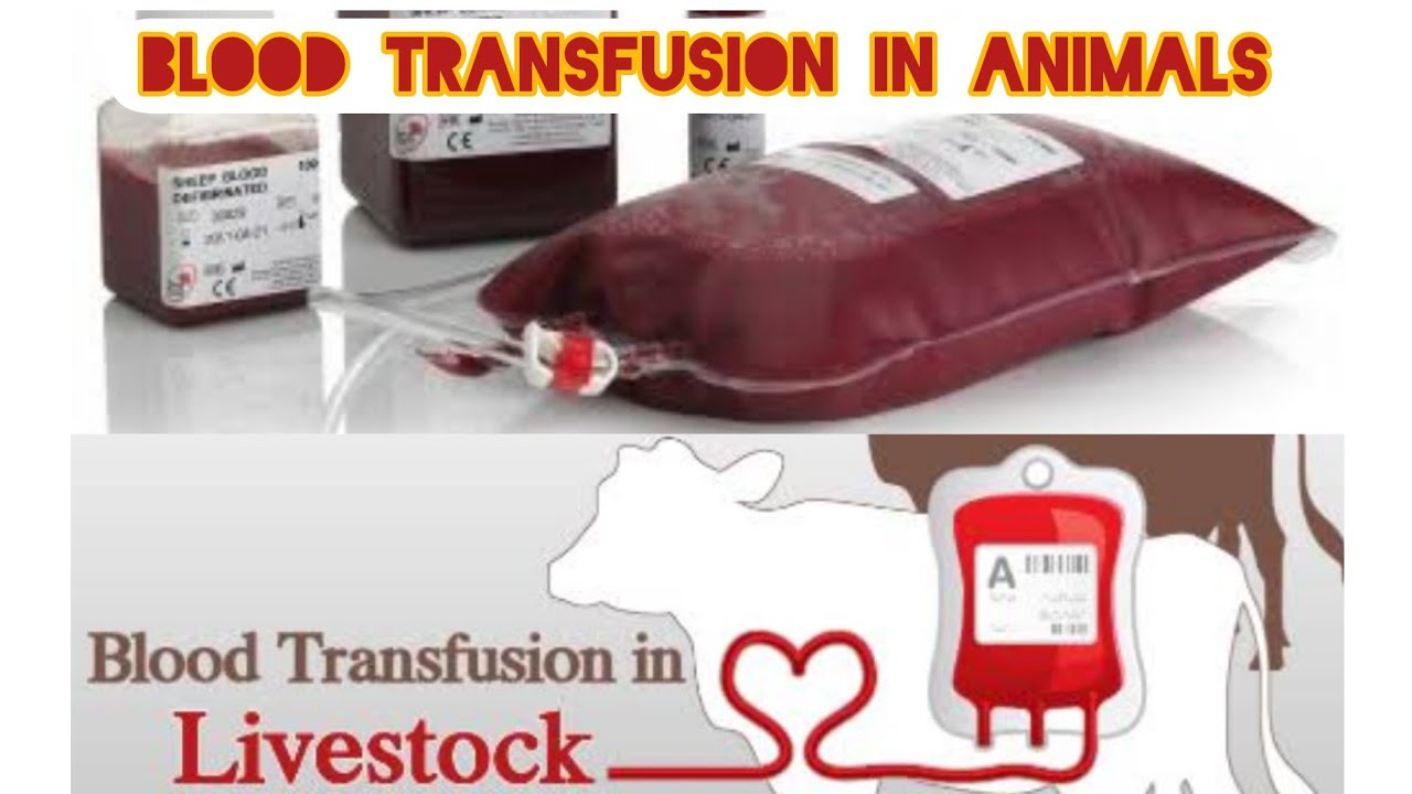 Blood transfusion procedure nursing ||How to administers ablood ...