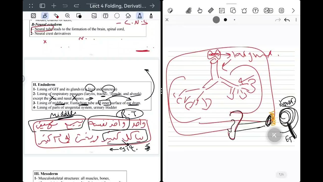 Derivatives of Germ layers (lec4 embryo) سريعا. - YouTube